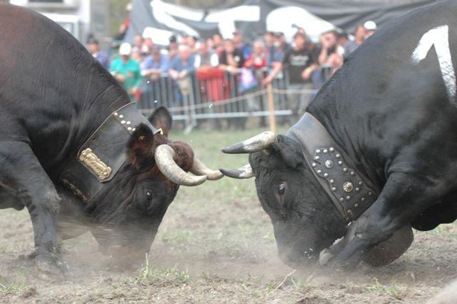 The Swiss Alps in the Summer - Must Do's in Switzerland this Summer