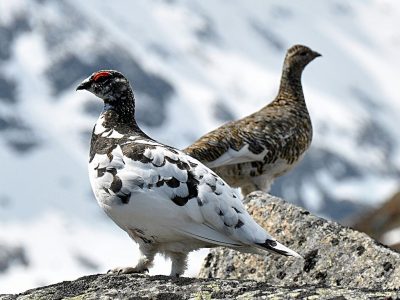 Animals in the Alps - Mountain Animals and Where You Can Find Them