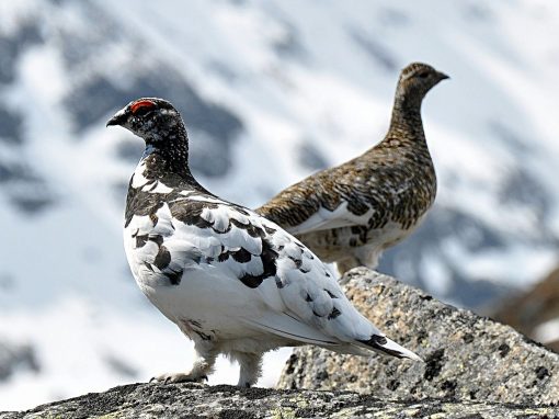 Animals in the Alps - Mountain Animals and Where You Can Find Them