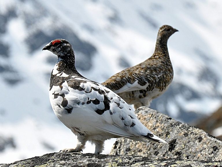 Animals in the Alps - Mountain Animals and Where You Can Find Them