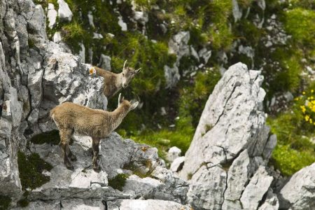 Animals in the Alps - Mountain Animals and Where You Can Find Them