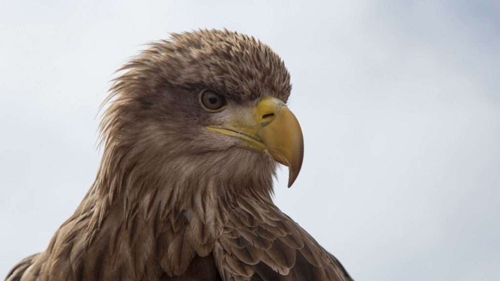 Animals in the Alps - Mountain Animals and Where You Can Find Them