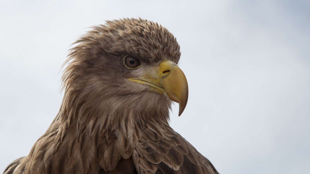 Animals in the Alps - Mountain Animals and Where You Can Find Them