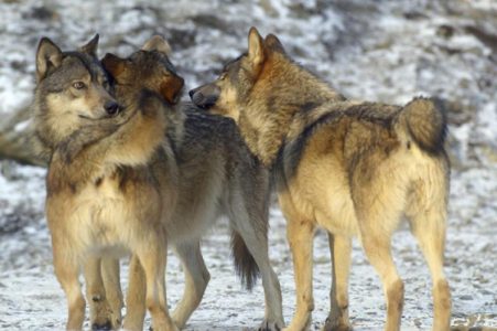 Animals in the Alps - Mountain Animals and Where You Can Find Them