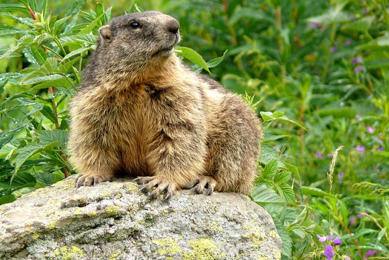 Animals in the Alps - Mountain Animals and Where You Can Find Them